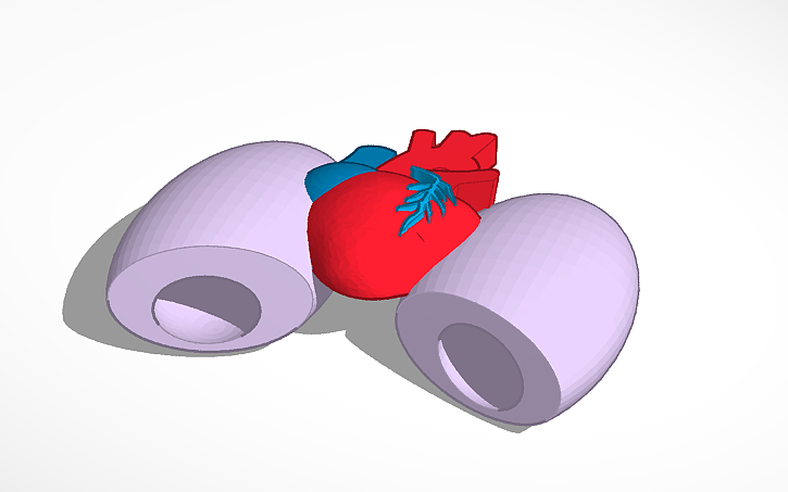 3D design Human heart - Tinkercad