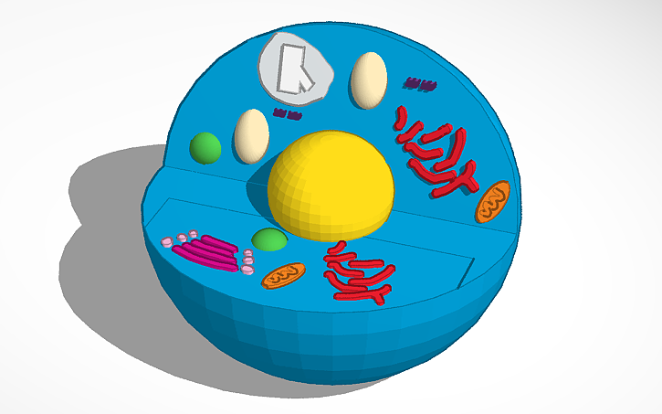 3D design Animal Cell Model - Tinkercad