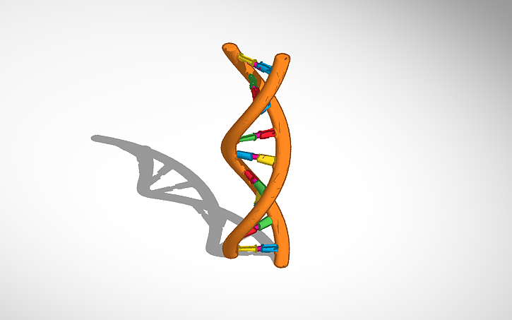 3D design 3D DNA - Tinkercad
