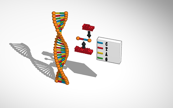 3D design ADN - Tinkercad