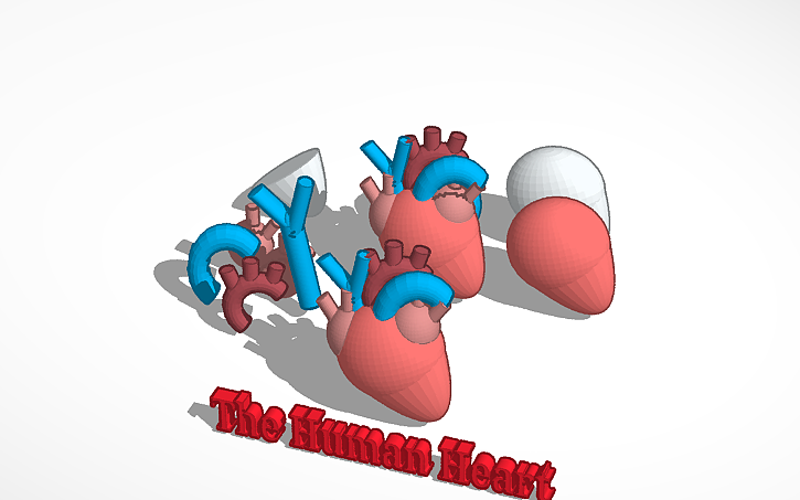 3D design The Human Heart - Tinkercad