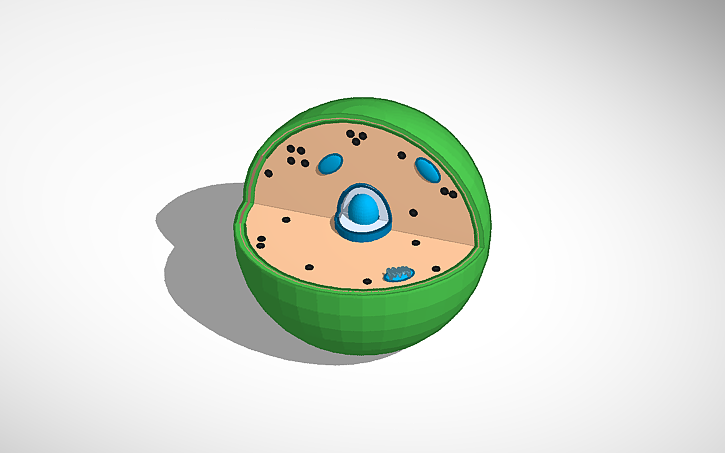 3D design 3D cell model (animal cell) - Tinkercad