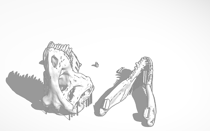 3D design T.rex Skull and Tooth - Tinkercad