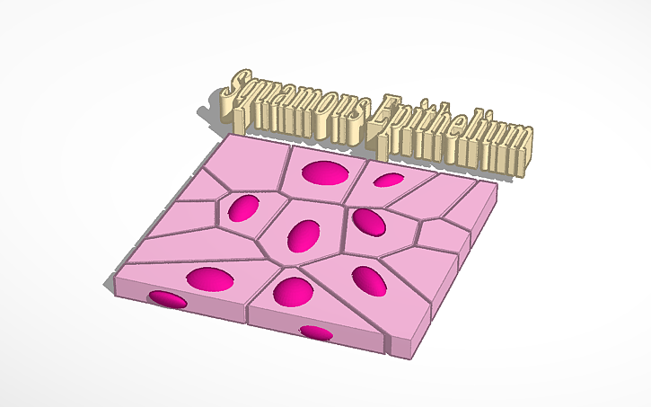 3D design Squamous Epithelium | Tinkercad