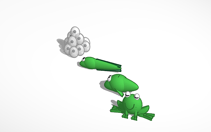 3D design The Life Cycle of a Frog - Tinkercad
