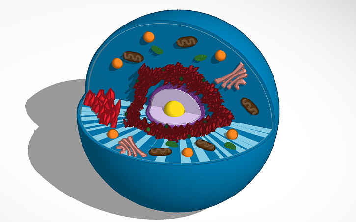 3D design Cell Model - Tinkercad