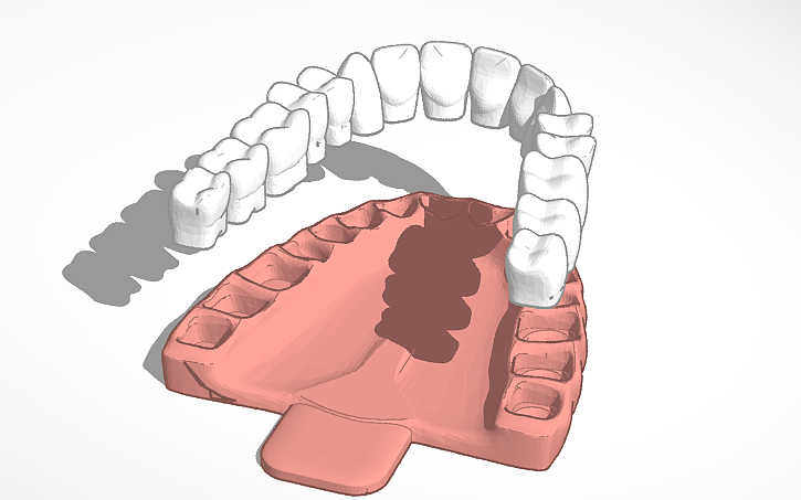 3D design Copy of Upper Jaw and Teeth - Tinkercad