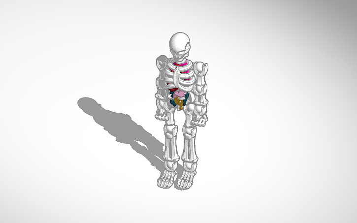 3D design the human body - Tinkercad