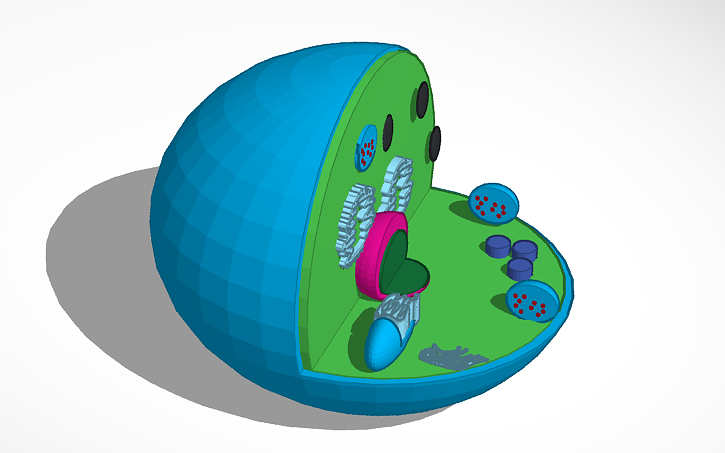 3D design Animal cell | Tinkercad