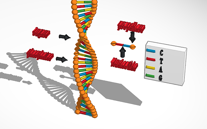 3D design DNA Model | Tinkercad