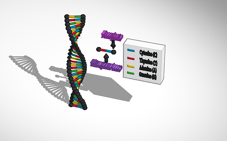 3D design DNA - Tinkercad