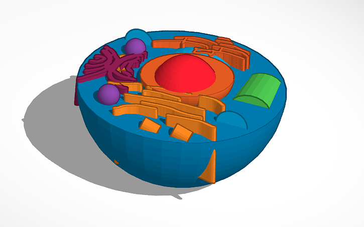 3D design Eukaryote cell - Tinkercad