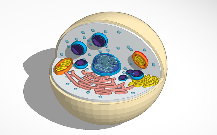 3D design Inside of a cell - Tinkercad