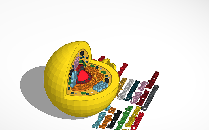 3D design animal cell - Tinkercad